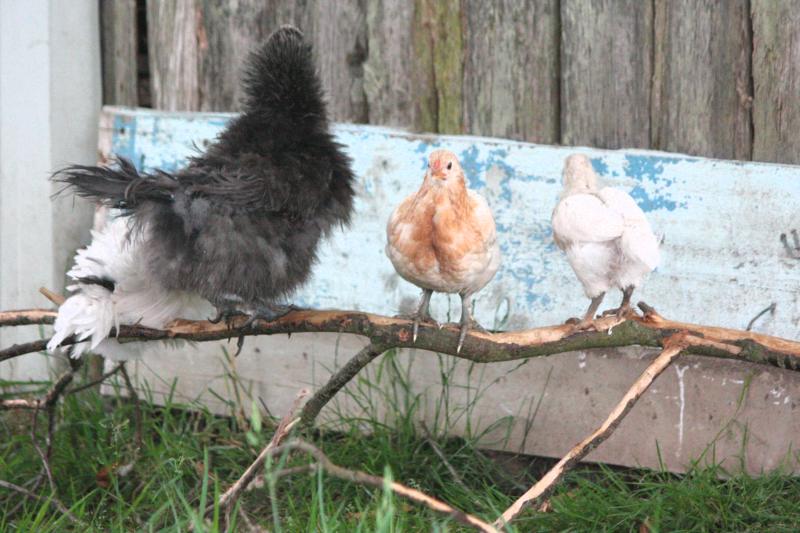 How to Start Raising Chickens: Five Welfare Needs - Backyard Poultry